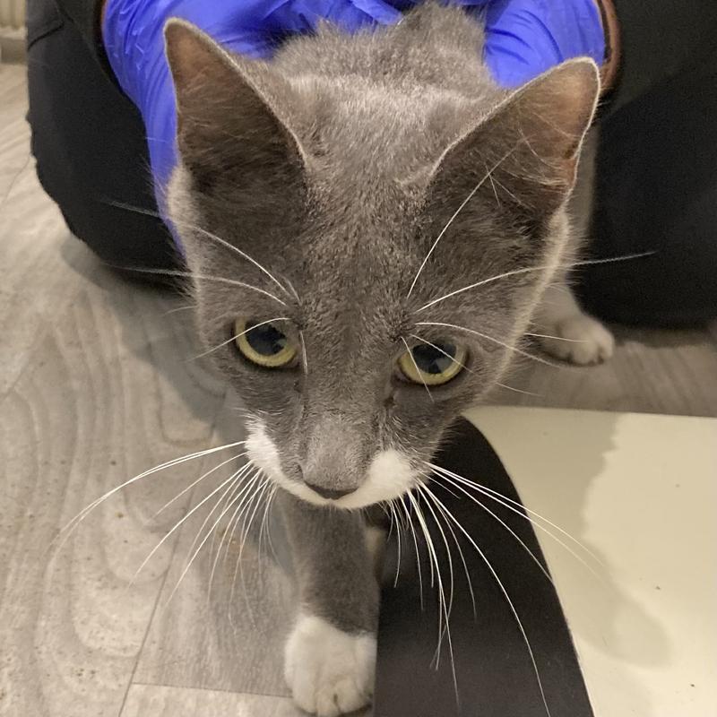 Westfield Animal Control and Shelter Stray or Lost Animal Search Results