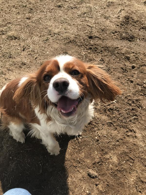 Westfield Animal Control and Shelter Adoption Search Results