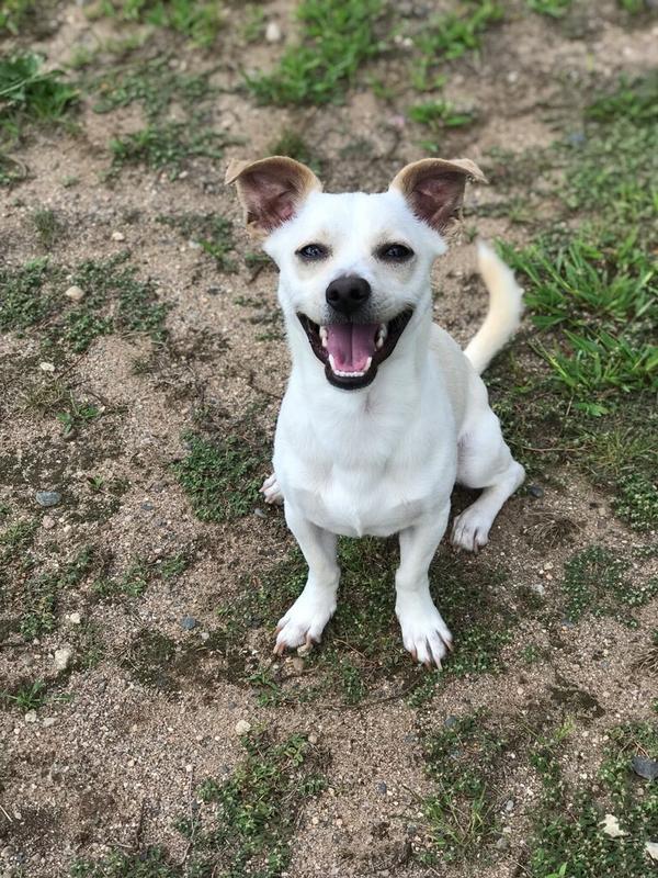 Westfield Animal Control and Shelter Adoption Search Results