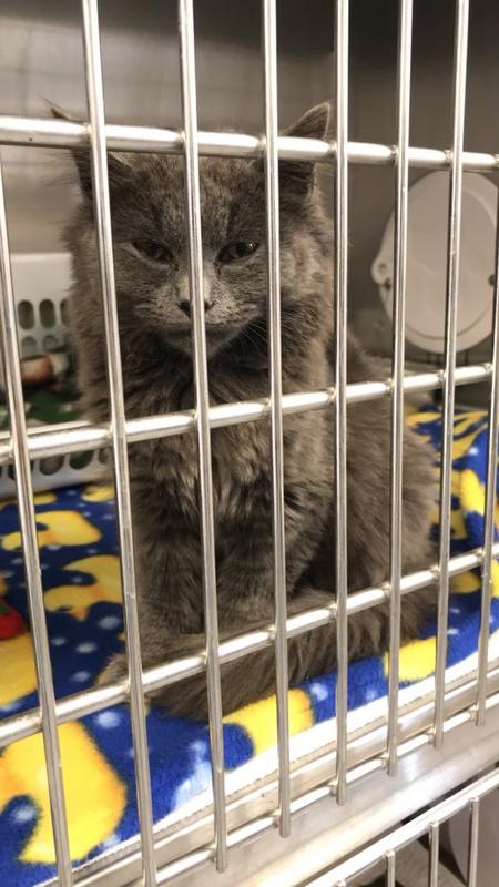 Westfield Animal Control and Shelter Adoption Search Results