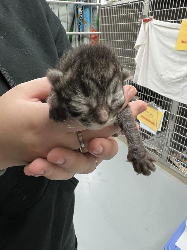 Westfield Animal Control and Shelter Adoption Search Results