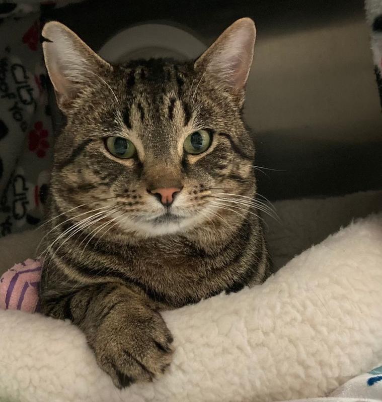 Westfield Animal Control and Shelter Adoption Search Results