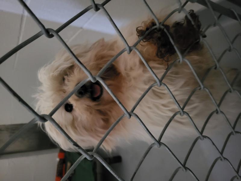 Westfield Animal Control and Shelter Adoption Search Results