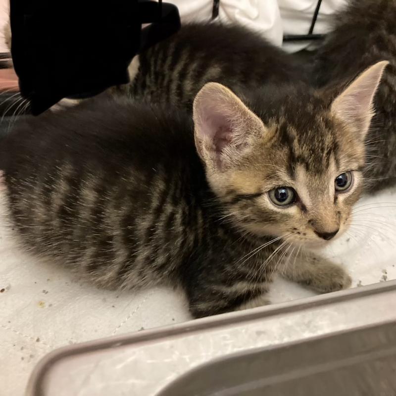 Westfield Animal Control and Shelter Stray or Lost Animal Search Results