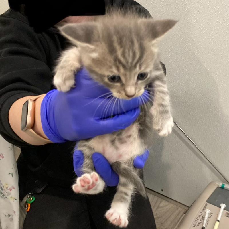 Westfield Animal Control and Shelter Stray or Lost Animal Search Results