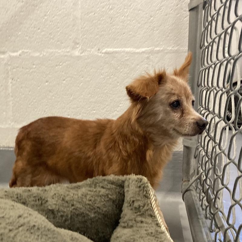 Westfield Animal Control and Shelter Stray or Lost Animal Search Results