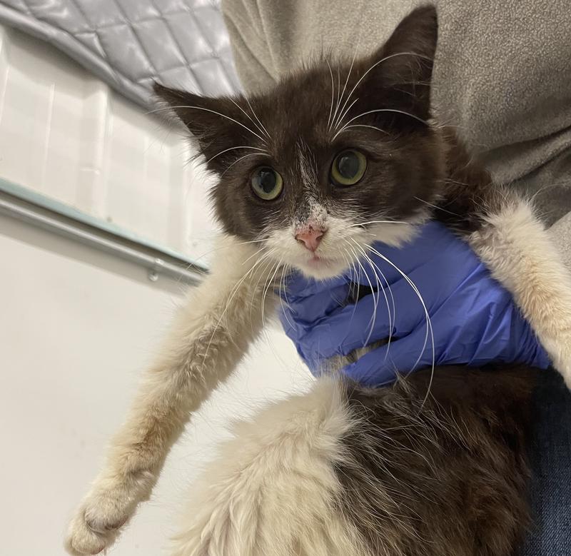 Westfield Animal Control and Shelter Stray or Lost Animal Search Results
