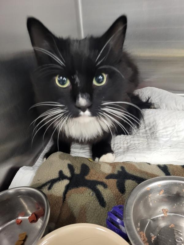 Westfield Animal Control and Shelter Adoption Search Results