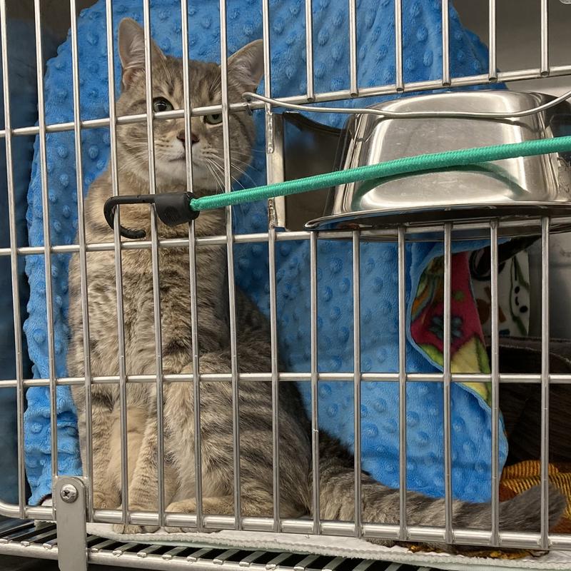 Westfield Animal Control and Shelter Stray or Lost Animal Search Results