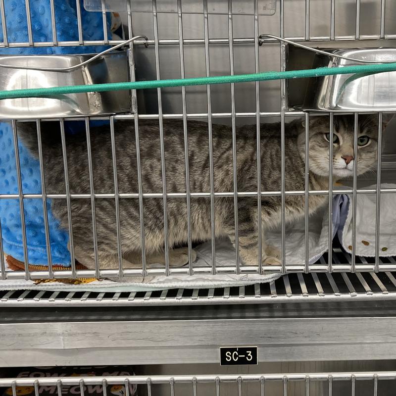 Westfield Animal Control and Shelter Stray or Lost Animal Search Results