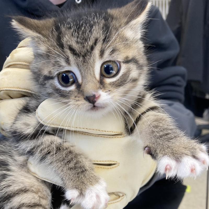 Westfield Animal Control and Shelter Adoption Search Results