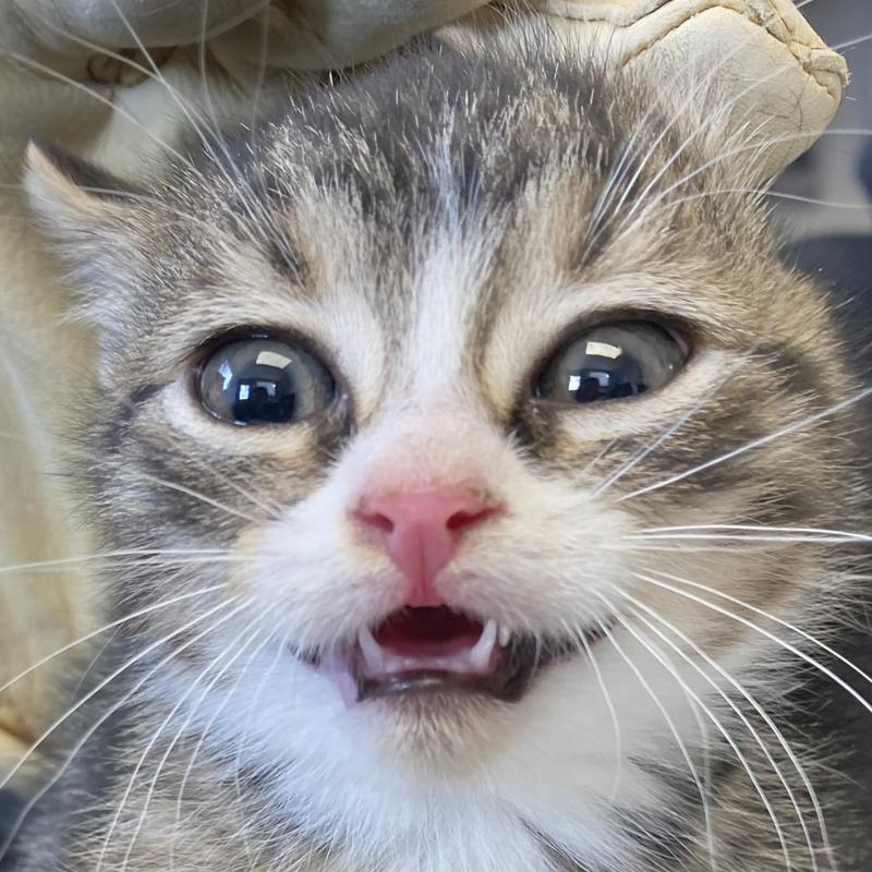 Westfield Animal Control and Shelter Stray or Lost Animal Search Results