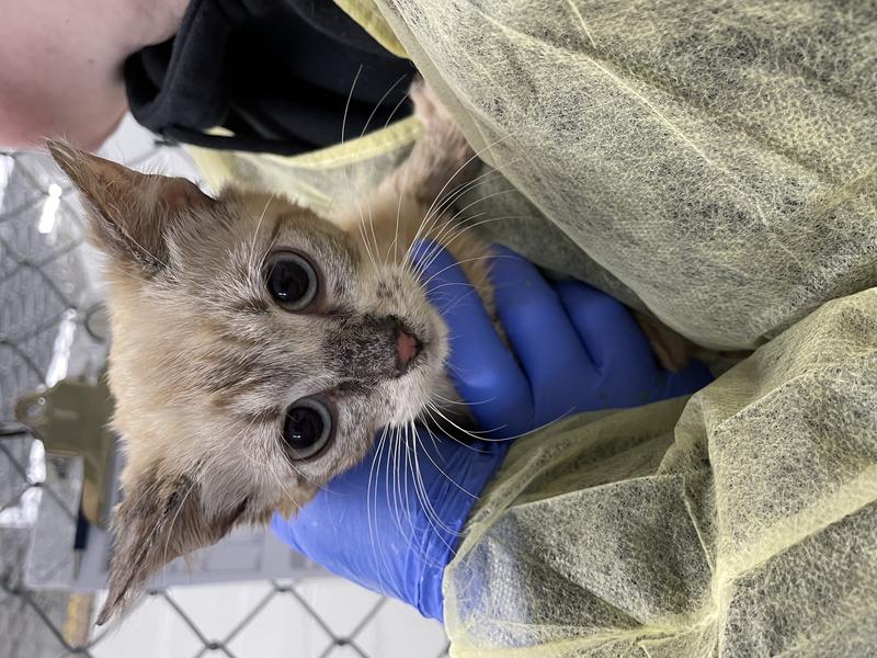 Westfield Animal Control and Shelter Stray or Lost Animal Search Results