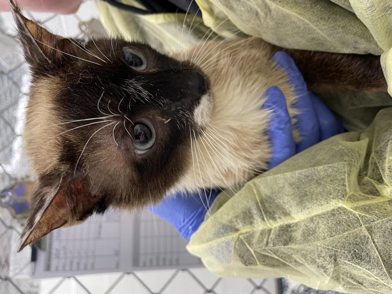 Westfield Animal Control and Shelter Adoption Search Results