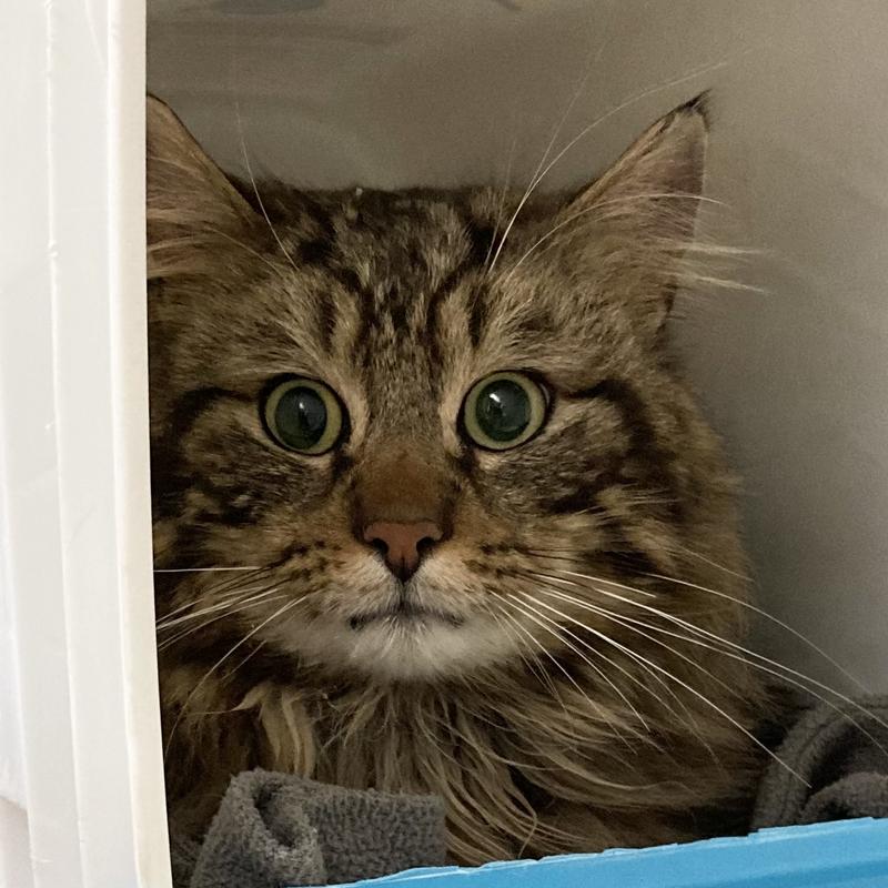 Westfield Animal Control and Shelter Stray or Lost Animal Search Results