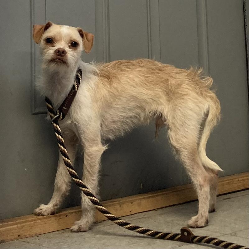 Westfield Animal Control and Shelter Stray or Lost Animal Search Results