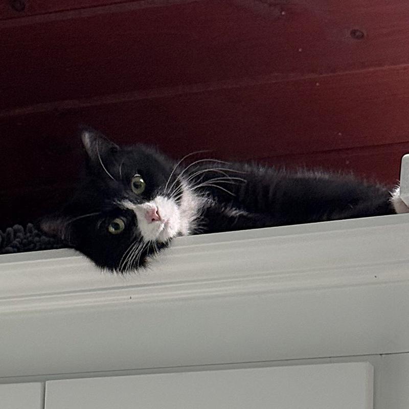Westfield Animal Control and Shelter Lost Pet Reports
