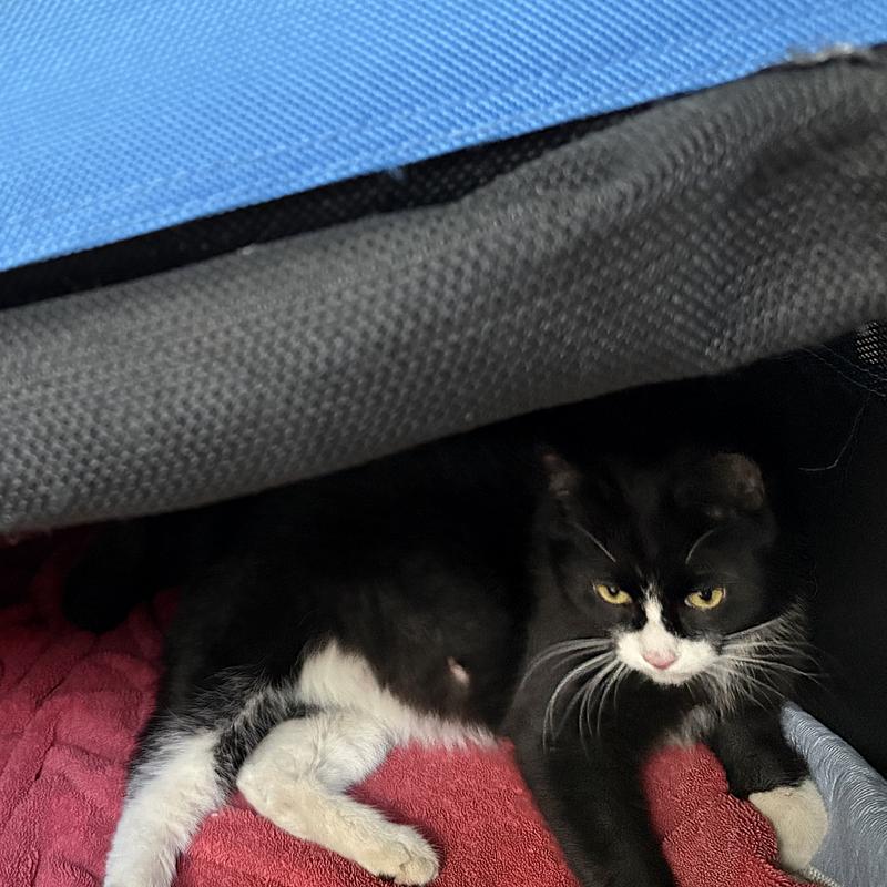 Westfield Animal Control and Shelter Lost Pet Reports
